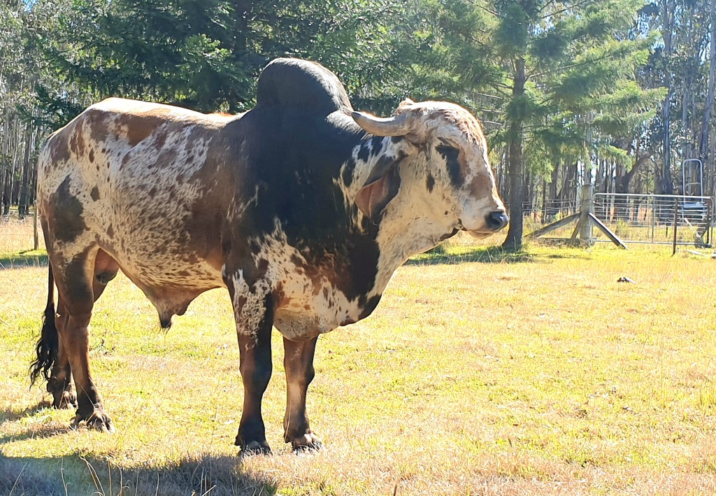 Origin of Gyr Cattle – Gyr Cattle
