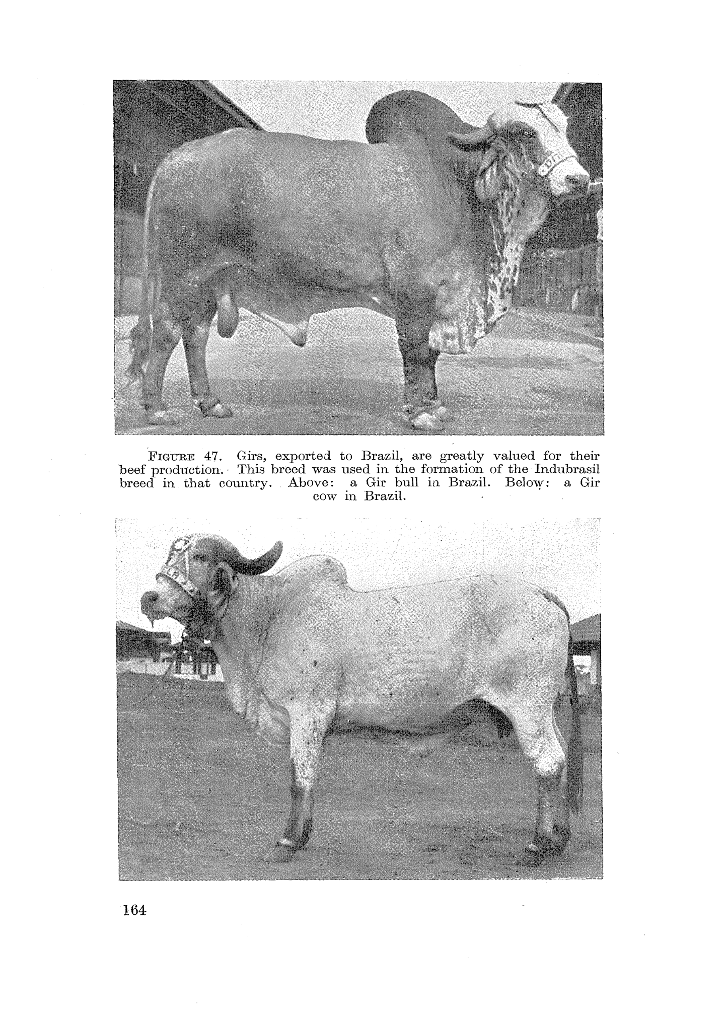 Gyr Cattle – Gyr Cattle