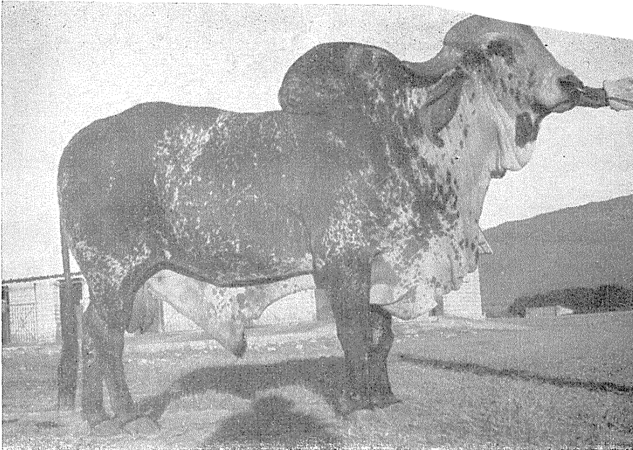 THE HISTORY AND EVOLUTION OF BRAHMANS AND ZEBUS – Gyr Cattle