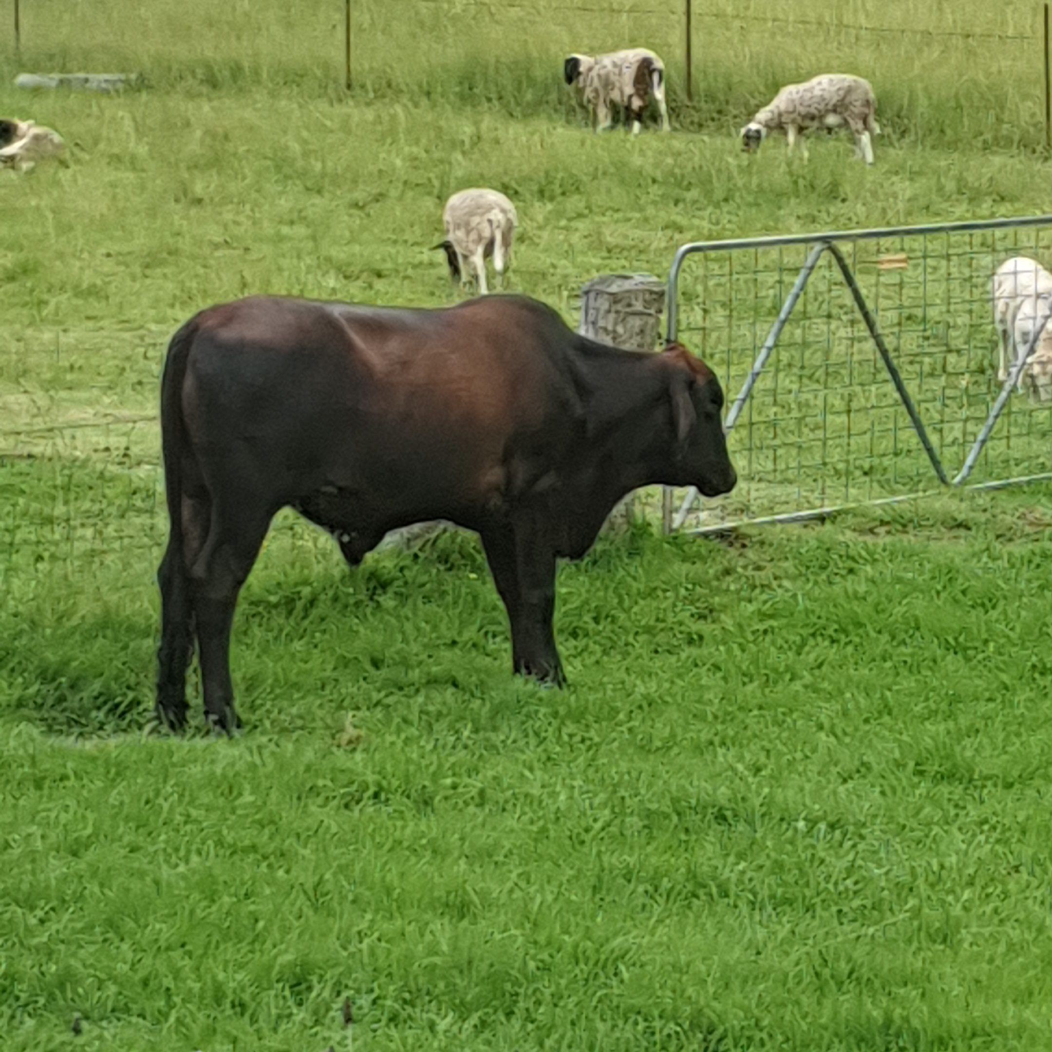 Gyr Cattle – Nymboida Gyr Cattle. Information about Gyr or Gir cattle